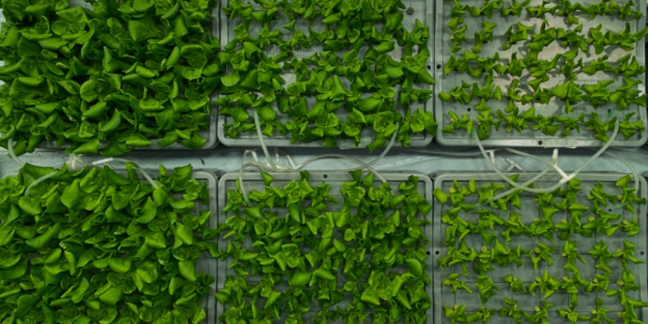 EcoPep – Spin-outs Denmark